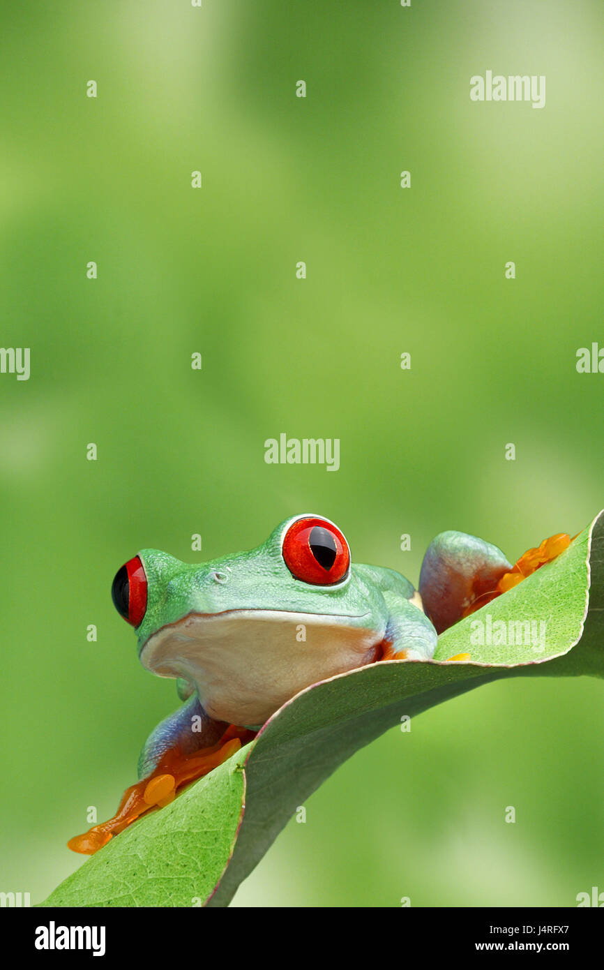 Red eye foliage frog, leaves Stock Photo - Alamy