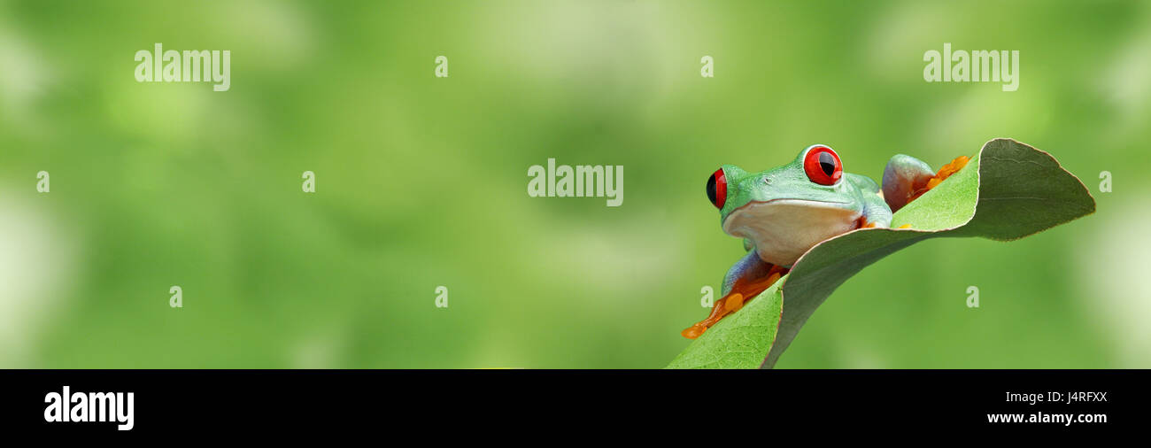 Red eye foliage frog, leaves Stock Photo - Alamy