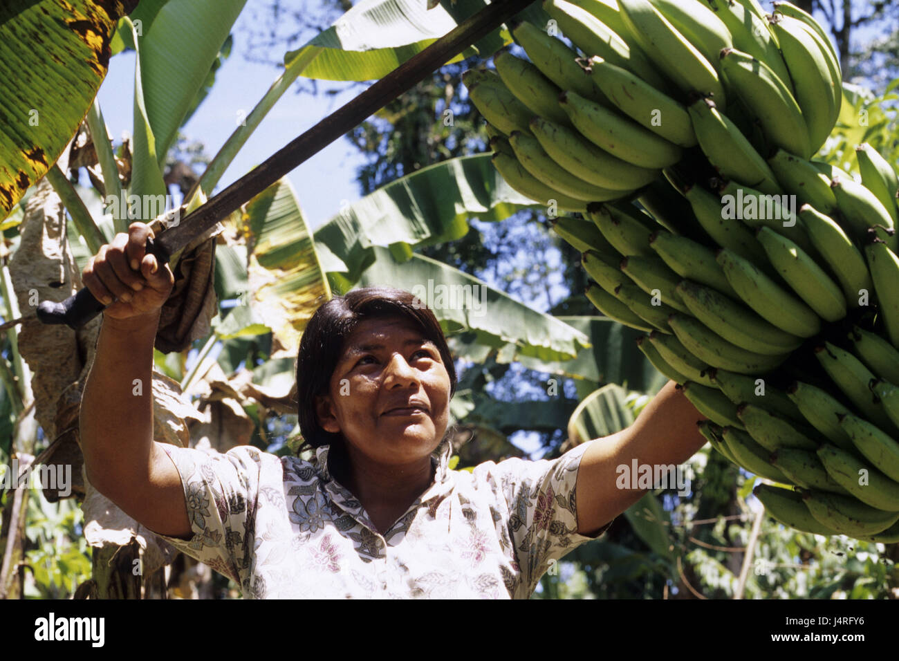 Costa Rica, Bribri, woman, bananas, harvest Stock Photo - Alamy