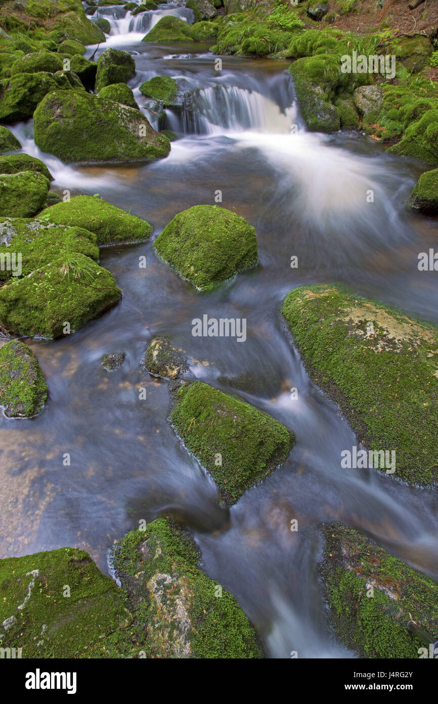 Forest brook, detail Stock Photo - Alamy