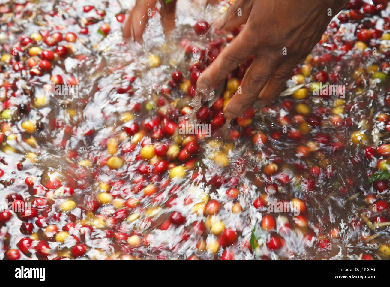 Coffee cherries processing hi-res stock photography and images - Alamy