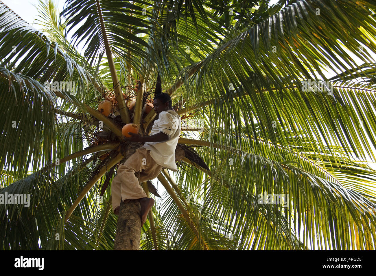 Honduras, La Moskitia, man, palm, climb, harvest coconut Stock Photo ...