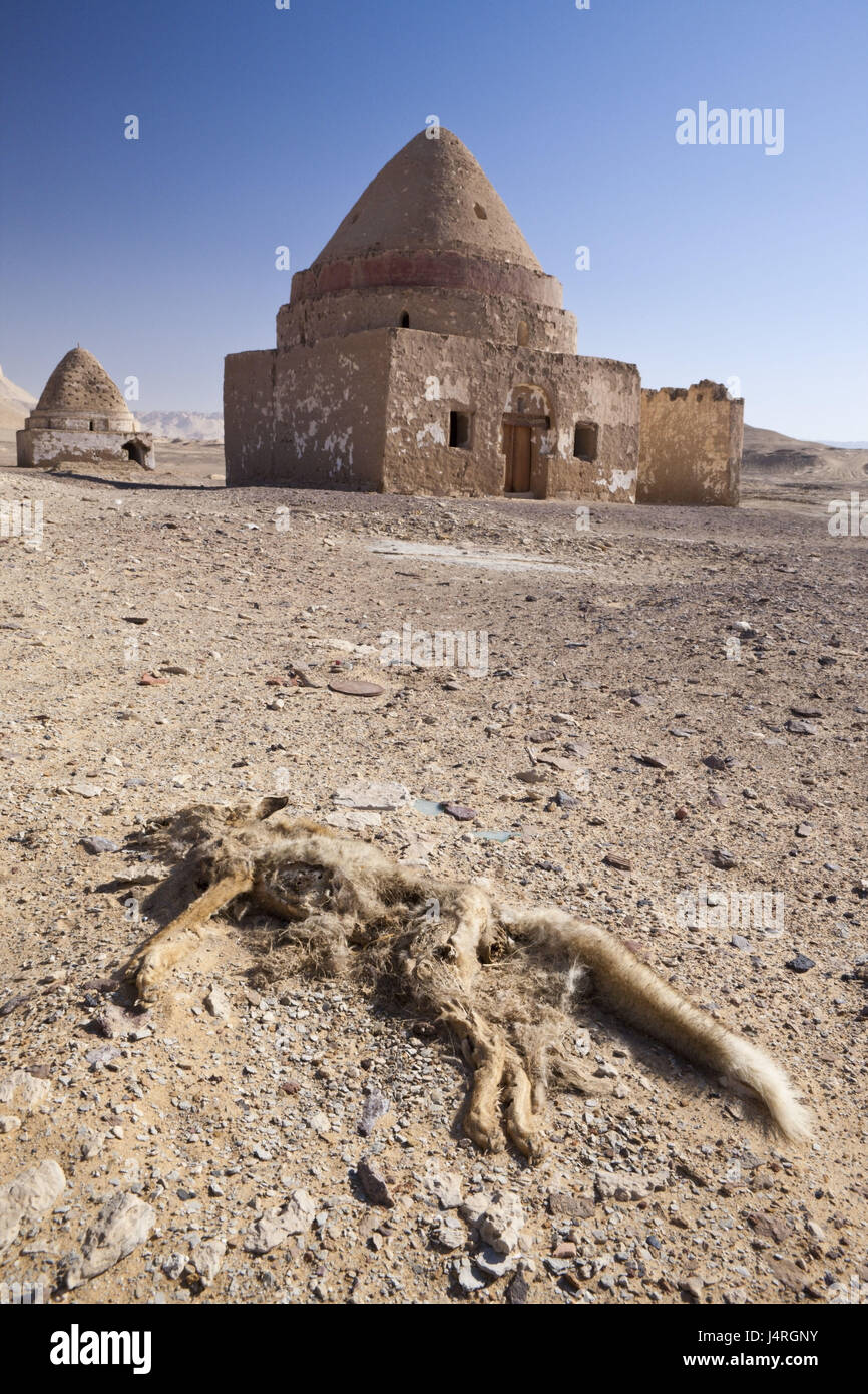 Tomb setting, animal corpses, Al Qasr, Dakhla oasis, Libyan desert ...