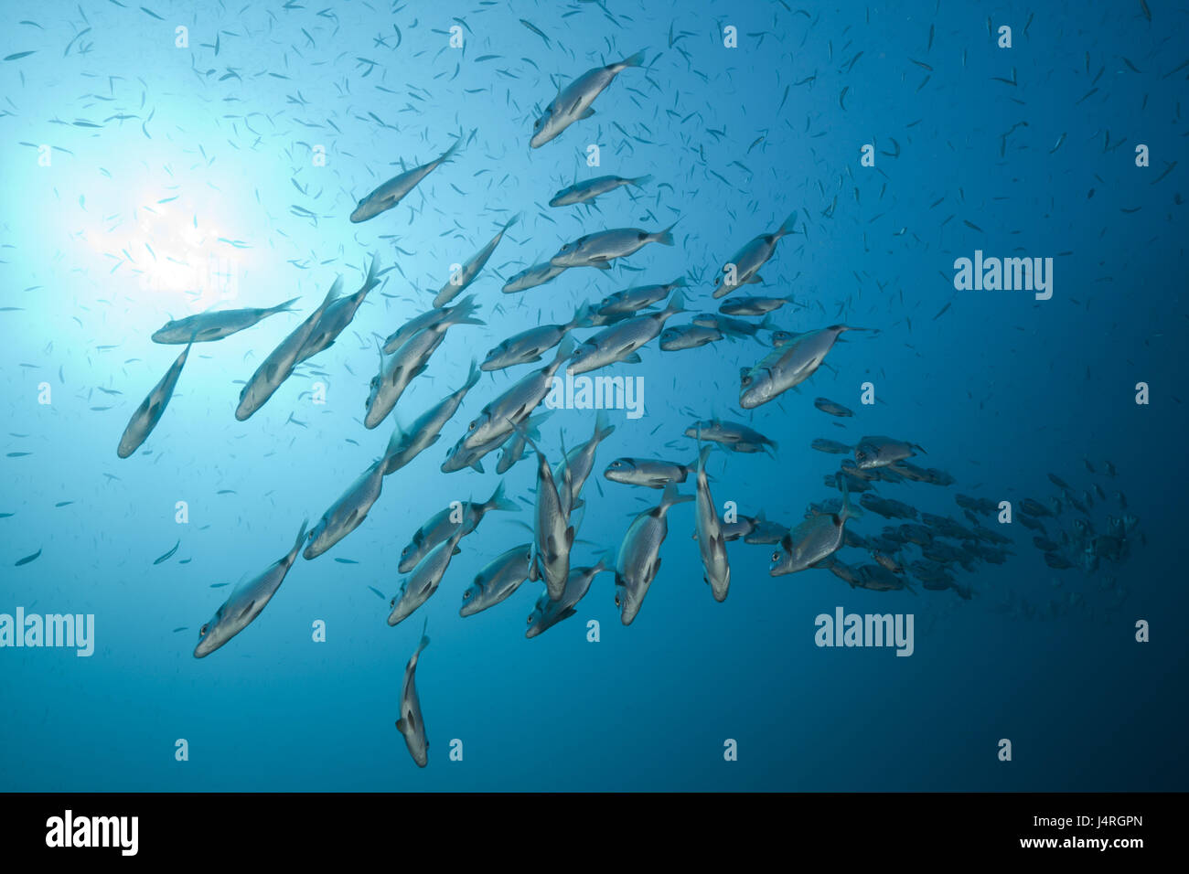 Fish dream, 2 bandage braces, Diplodus vulgaris Stock Photo - Alamy