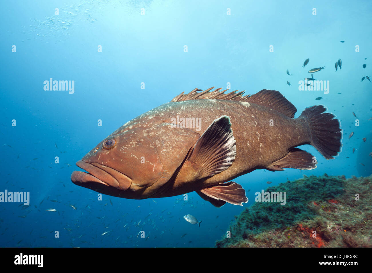 Mediterranean perch hi-res stock photography and images - Alamy