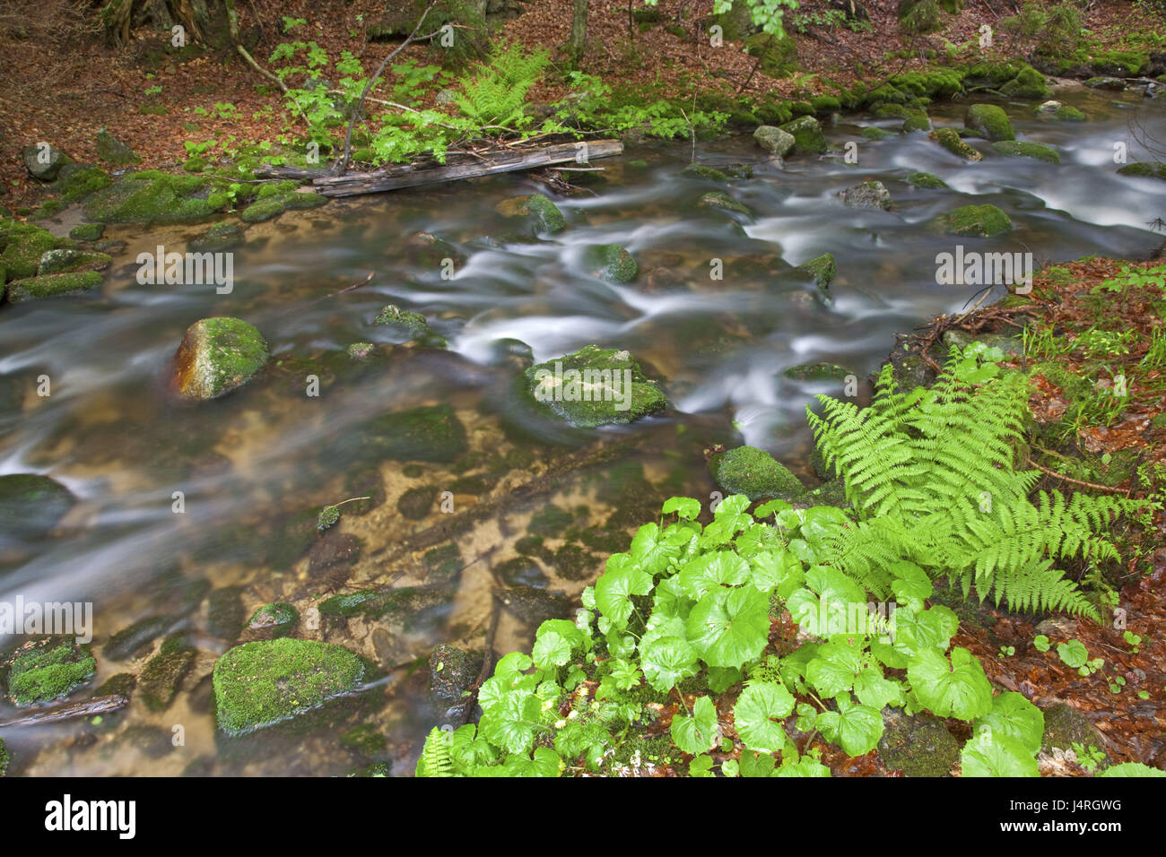 Forest brook, detail Stock Photo - Alamy