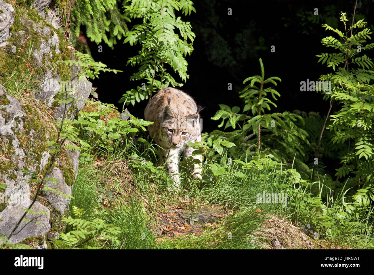 Outdoor Enclosures High Resolution Stock Photography and Images - Alamy