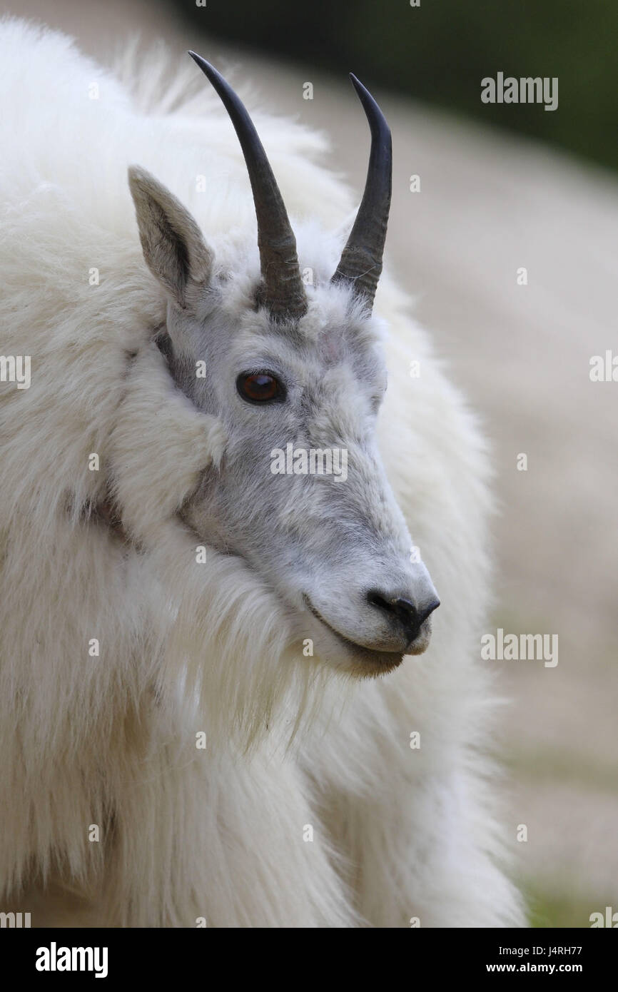 Snow goat, Oreamnos americanus, individually, portrait, tread, Canada ...