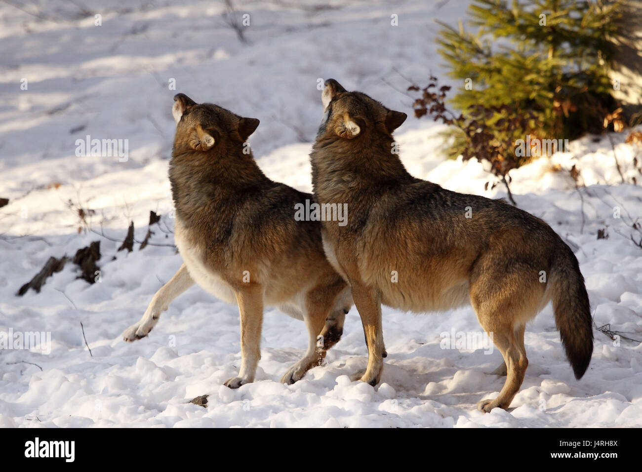 Wolves, Canis lupus, two, howl, parallel, snow, winter Stock Photo - Alamy