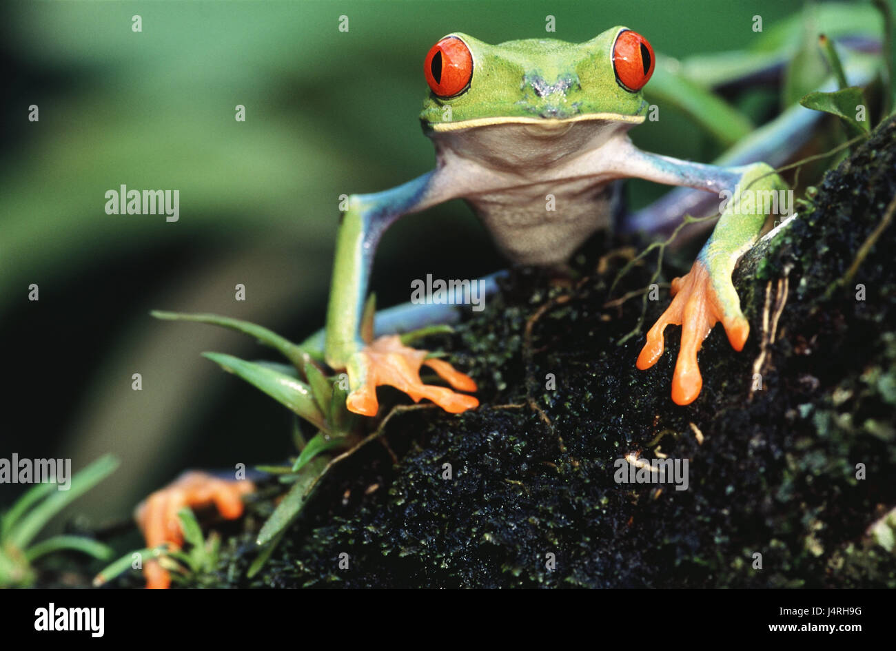 Red eye foliage frog, red eye frog, Agalychnis callidryas, adult ...