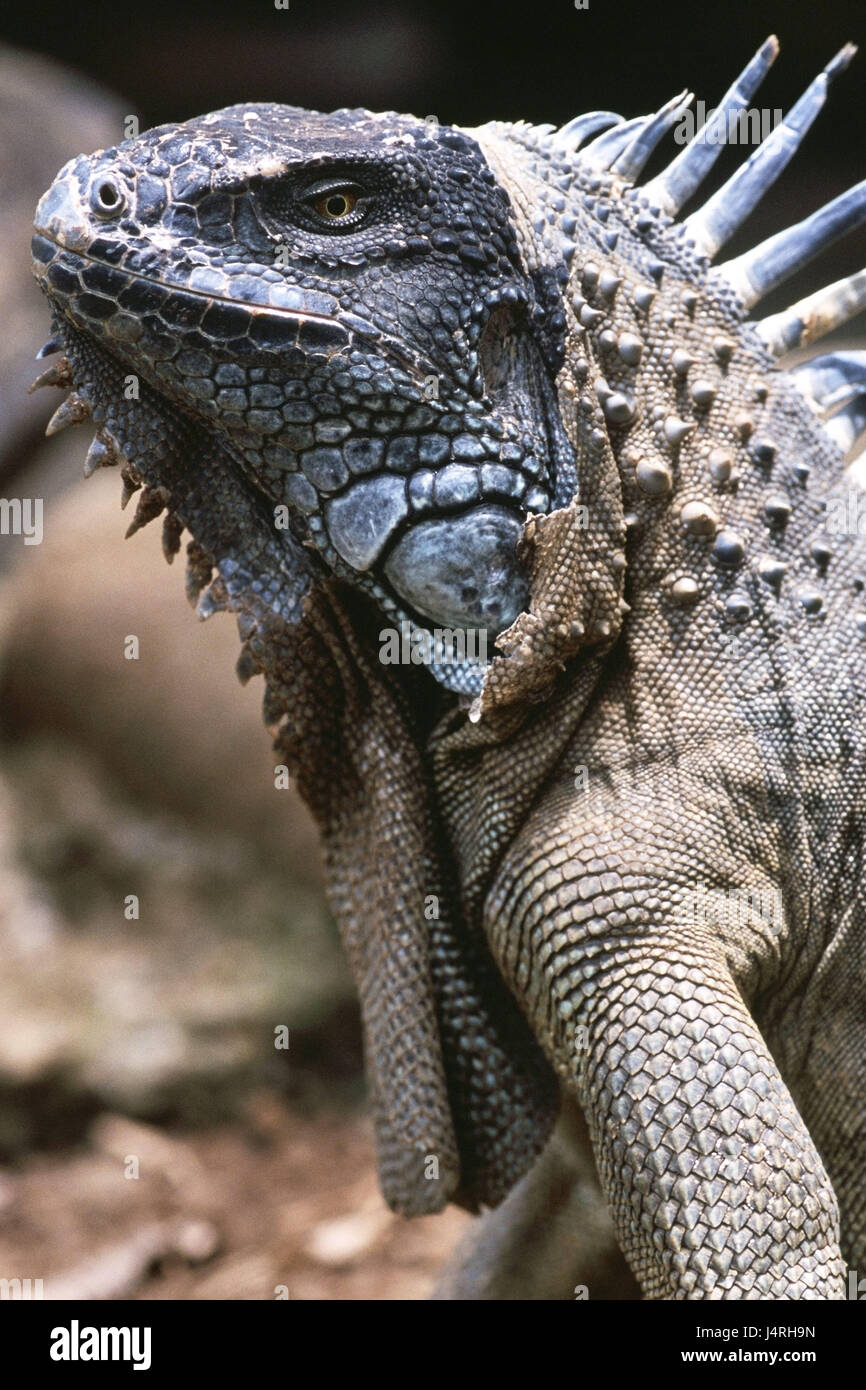 Iguana iguana, green Leguan, adult, full-grown, tread, nature, Wildlife ...