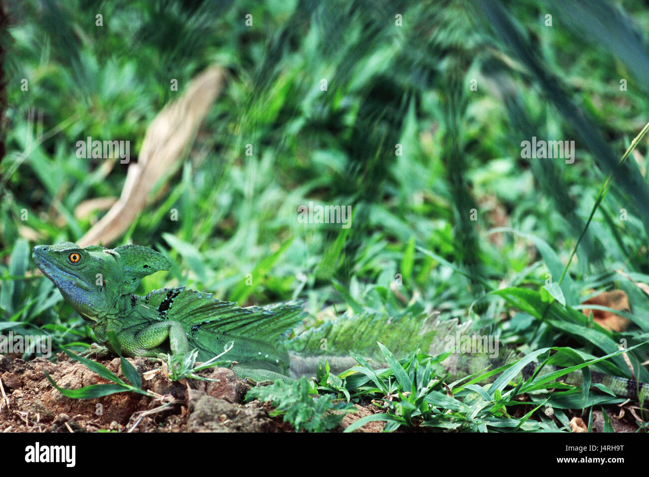 Basiliscus plumifrons, forehead cloth basilisk, little man, full-grown ...