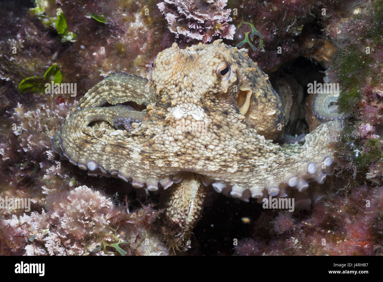 Full frame common sea hi-res stock photography and images - Alamy