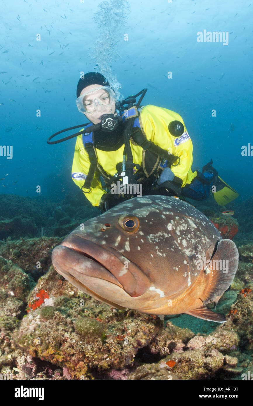 Diver, brown jag perch, Epinephelus marginatus, Les Ferranelles, Medes ...