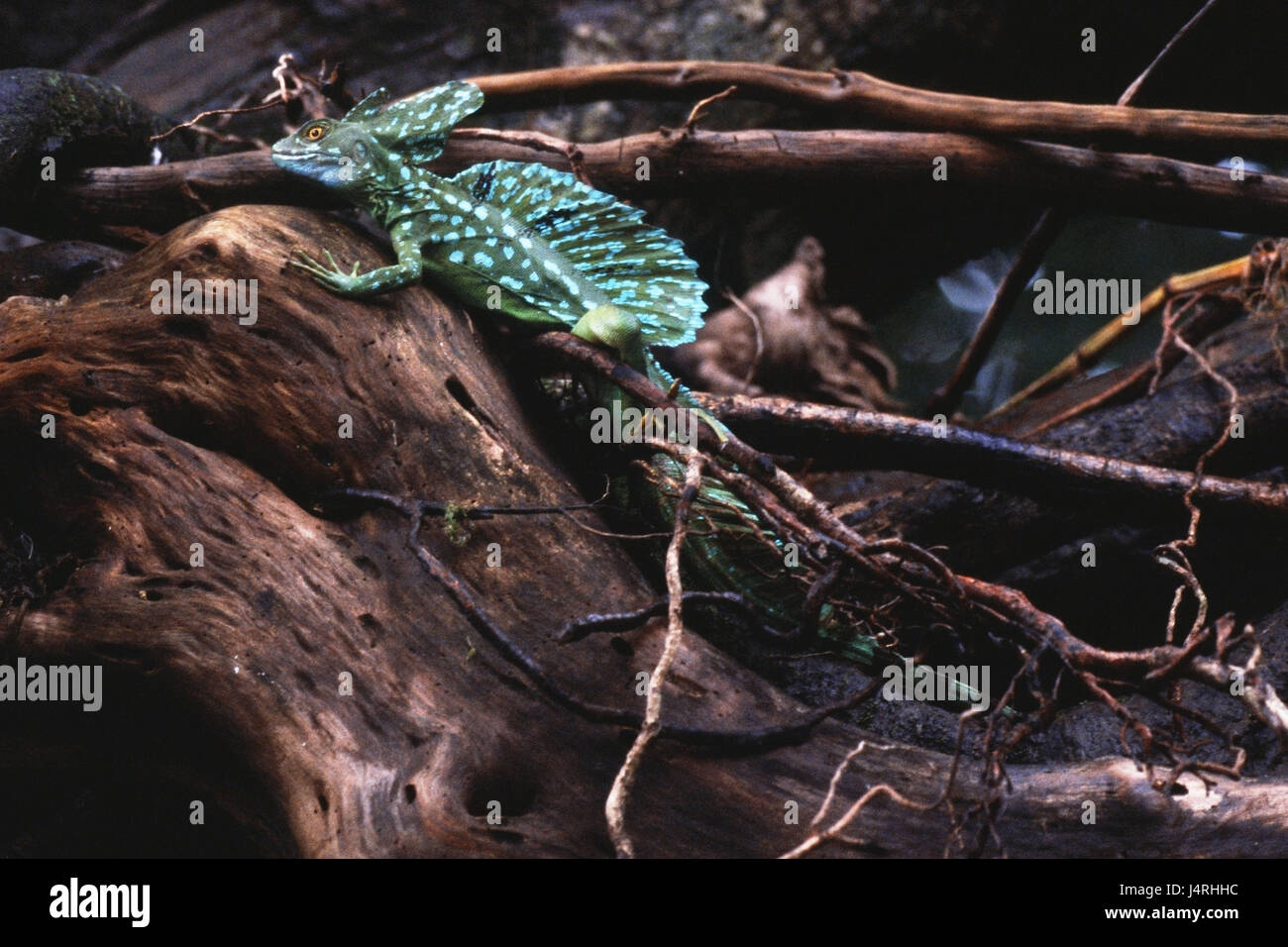 Forehead cloth basilisk, Basiliscus plumifrons, forehead cloth basilisk ...