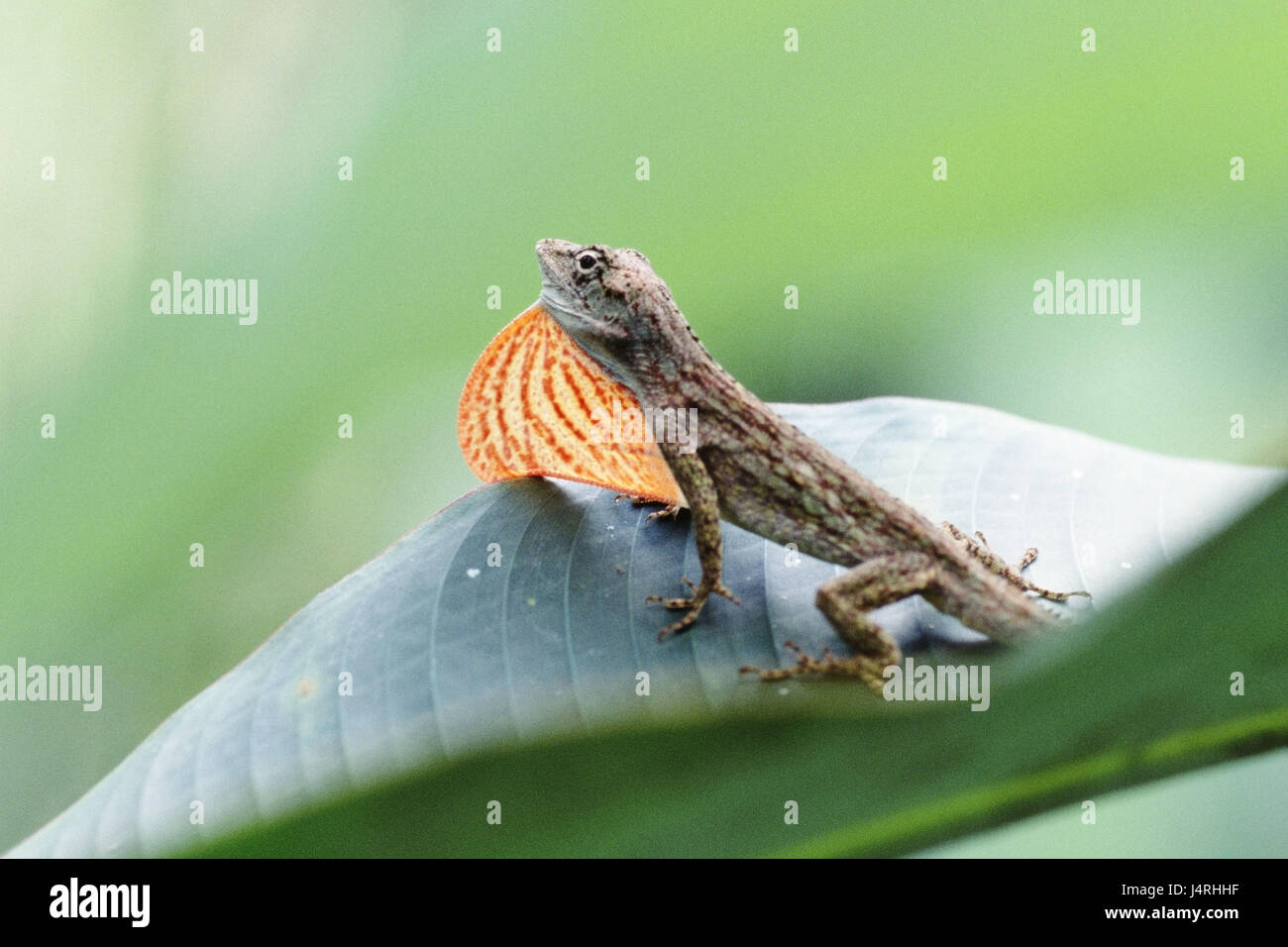 Saurian, Anolis polylepis, leaves, full-grown, adult, showing off ...