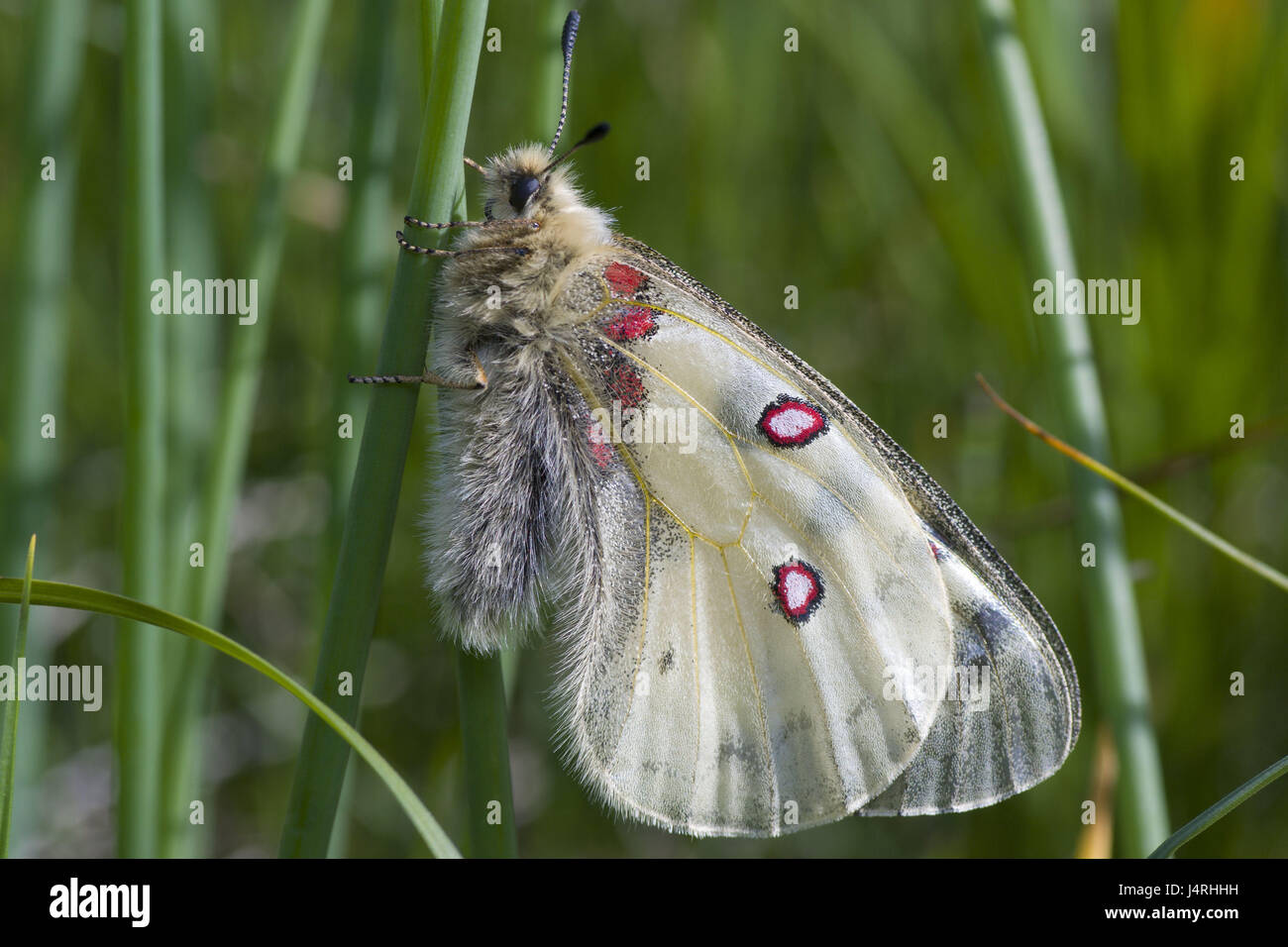 High-level alps-Apollo, Parnassius phoebus at the side, Alpenapollo ...