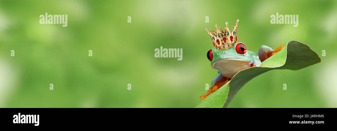Red eye foliage frog, golden crown, leaves Stock Photo - Alamy