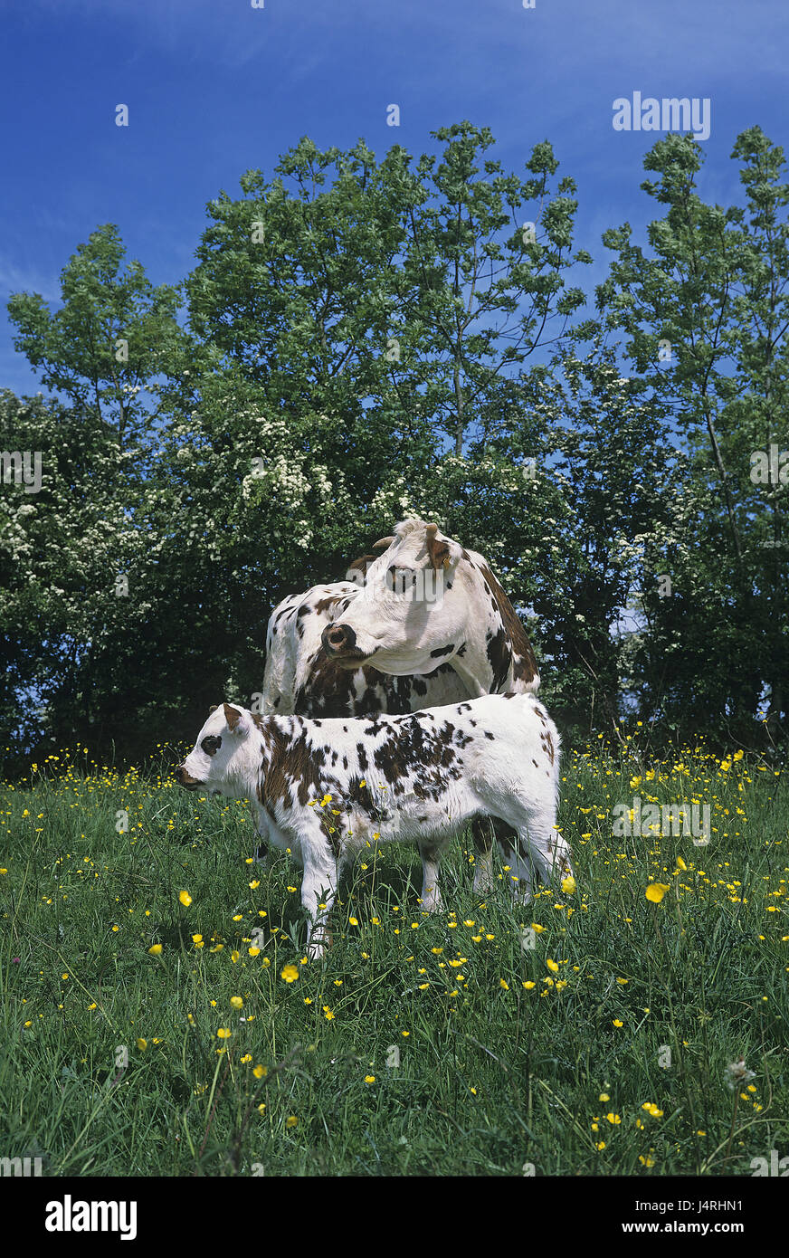Norman cow hi-res stock photography and images - Alamy