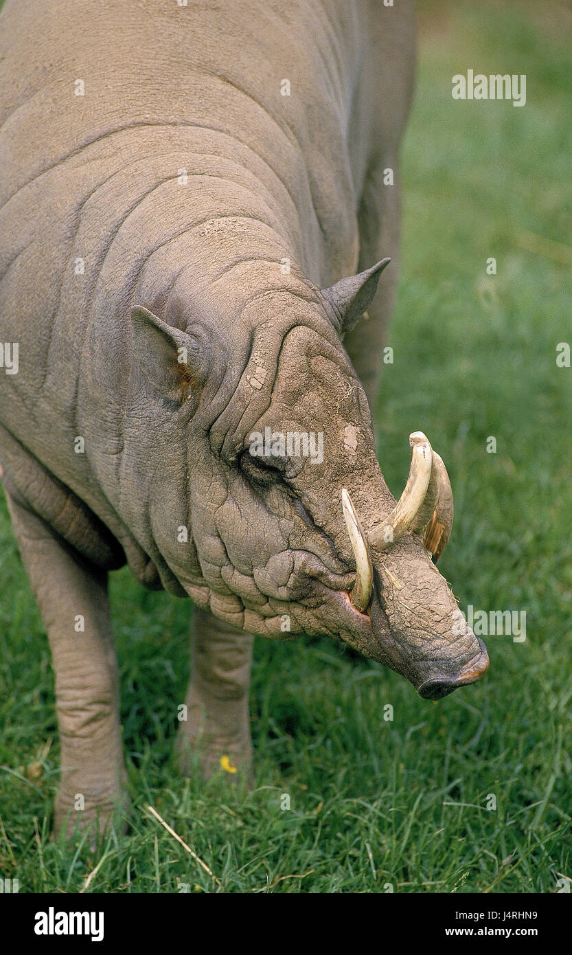 Babirusa, Babyrousa babyrussa, little men, portrait Stock Photo - Alamy