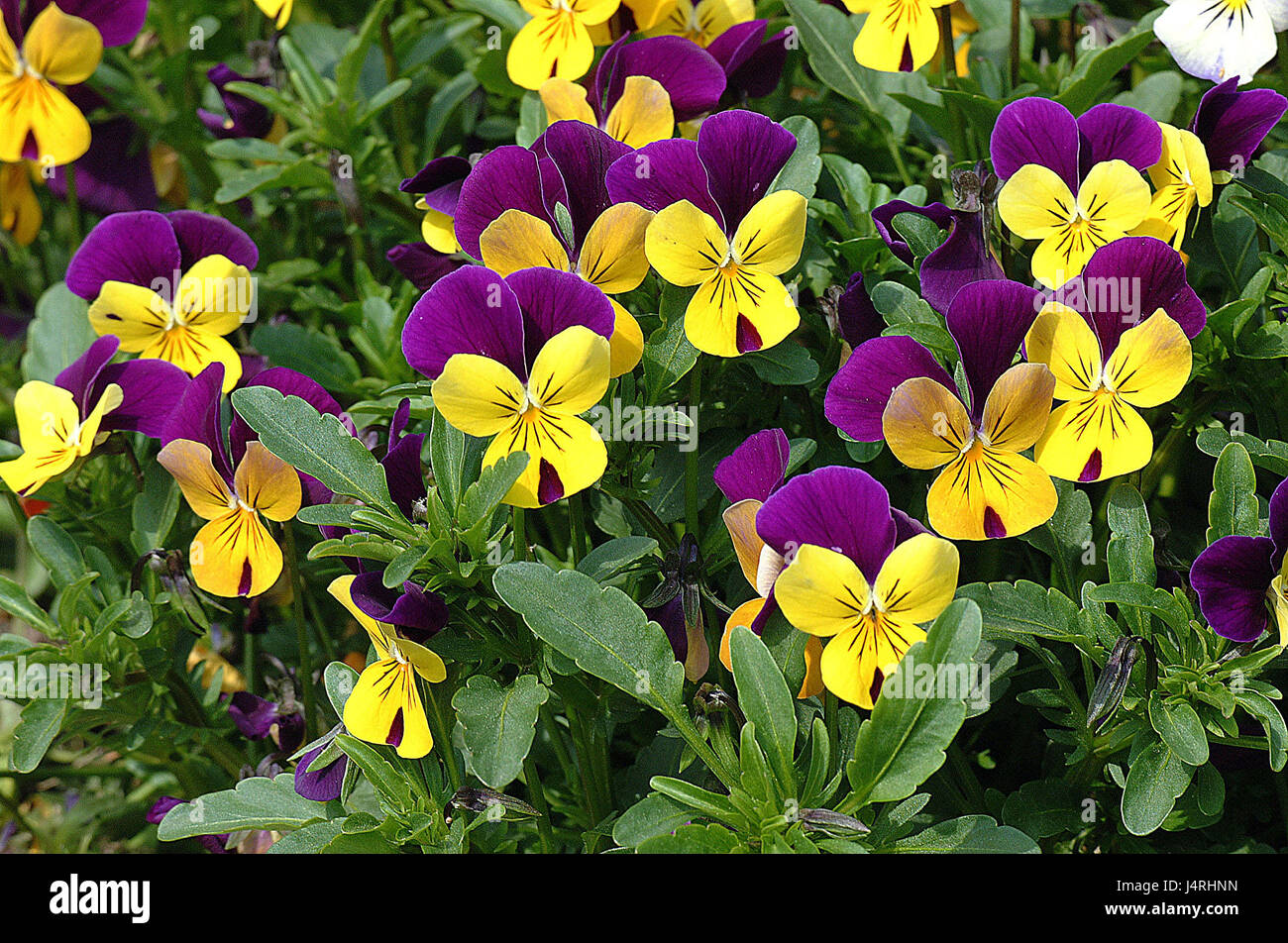 Viola pansies hi-res stock photography and images - Alamy