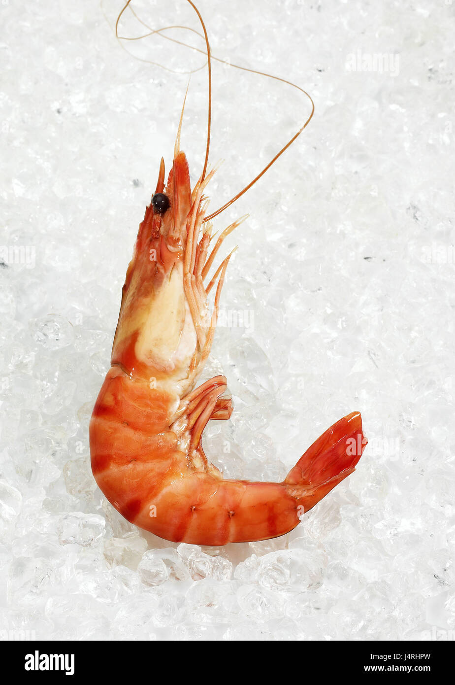 Shrimp animal hi-res stock photography and images - Alamy