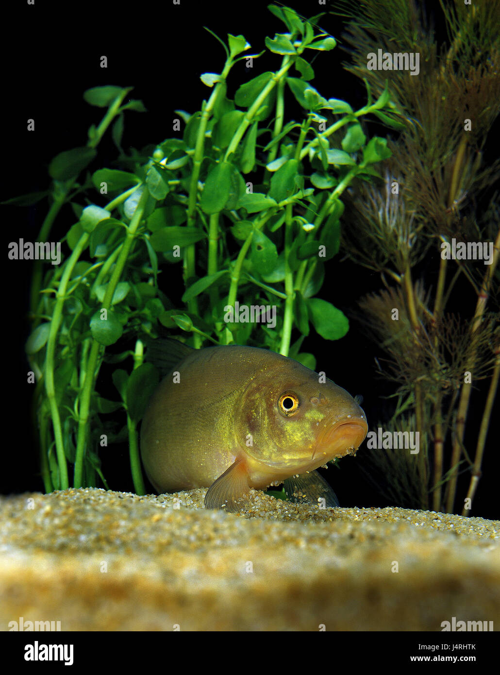 Tinca Tinca High Resolution Stock Photography and Images - Alamy