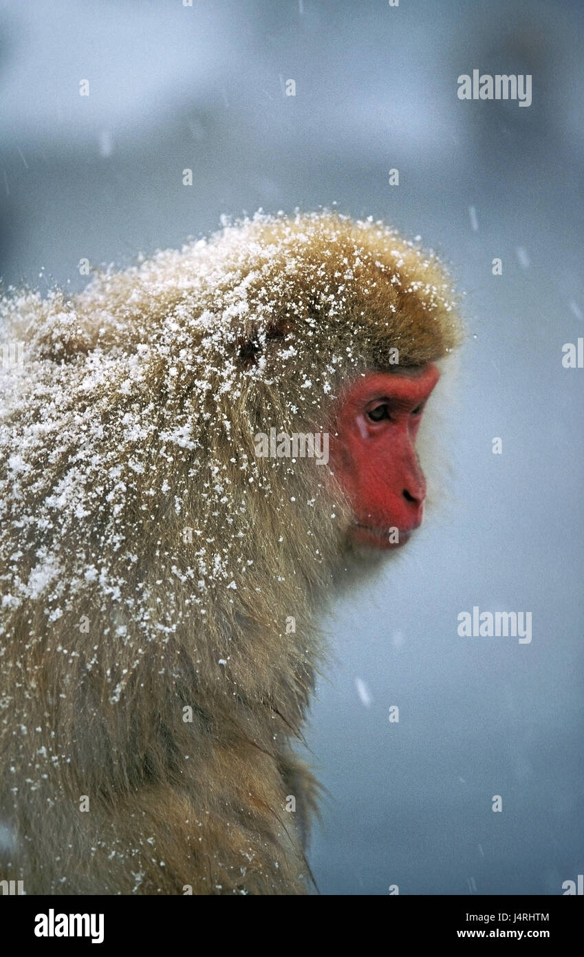 Japanese makake hi-res stock photography and images - Alamy