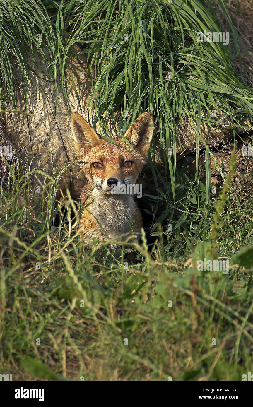 Red fox, Vulpes vulpes, pit, Normandy, France Stock Photo - Alamy