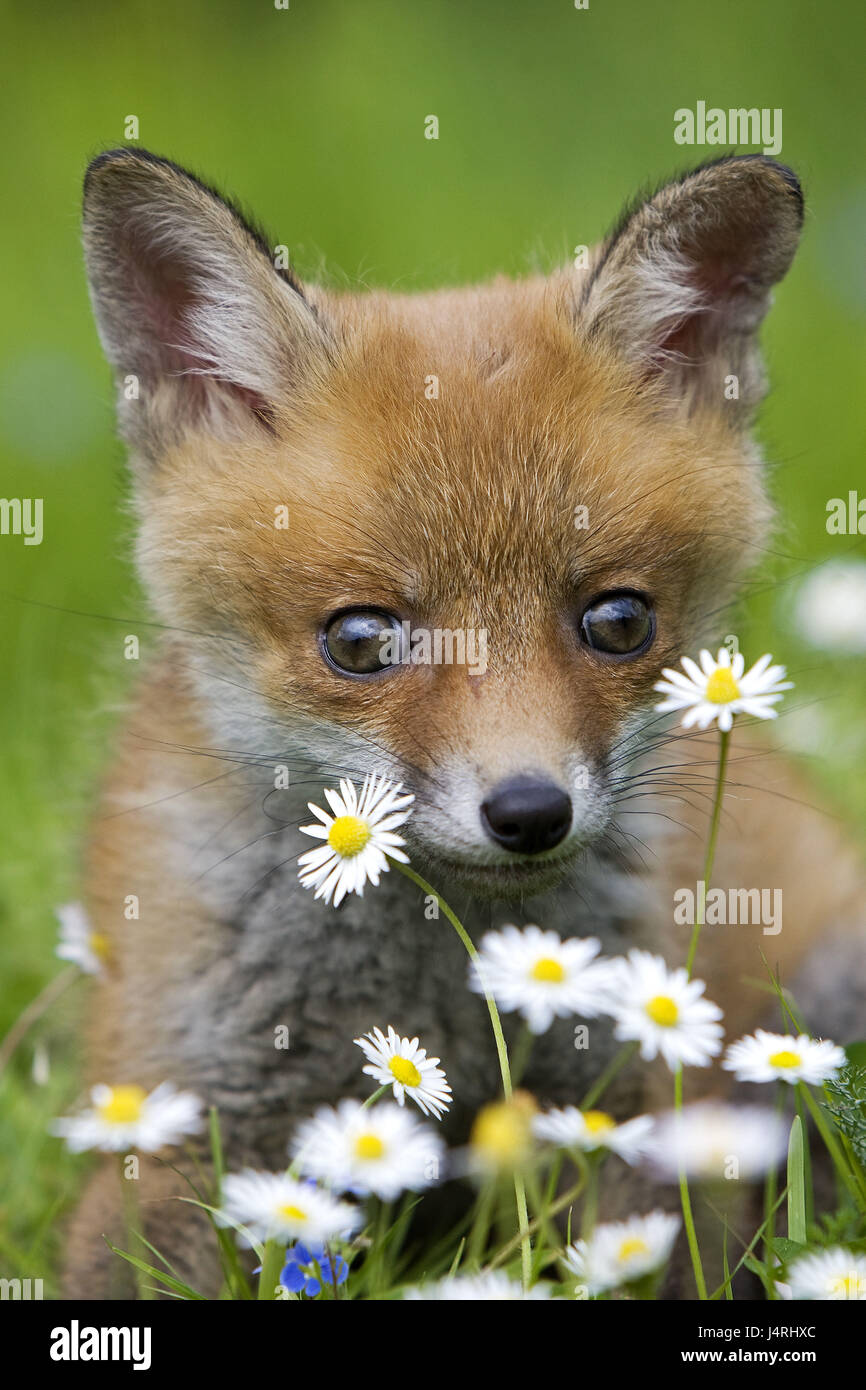 Red fox, Vulpes vulpes, young animal, flowers, Normandy, France ...