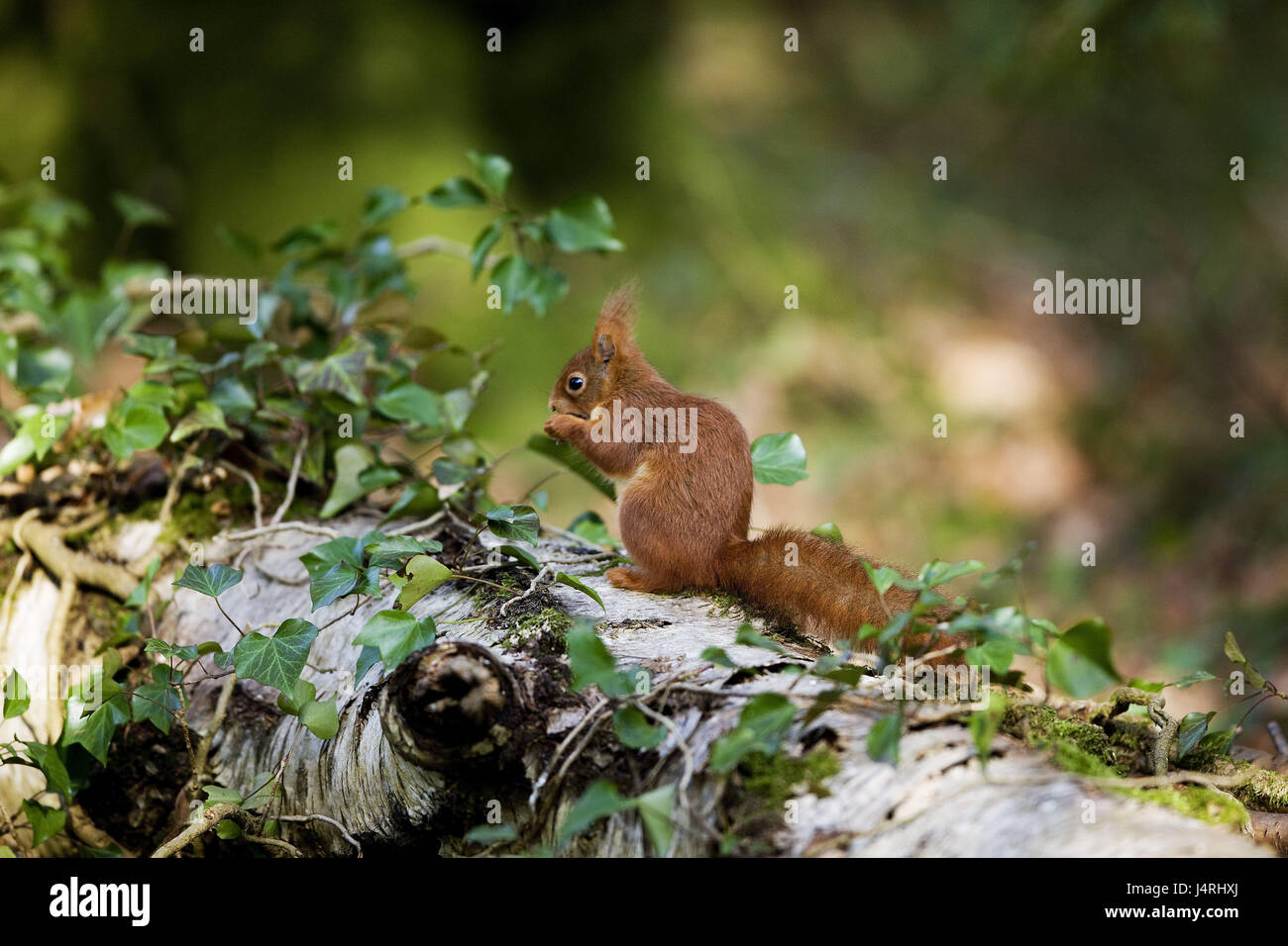 red squirrel, Sciurus vulgaris, eat, hazelnut, Normandy, France Stock ...