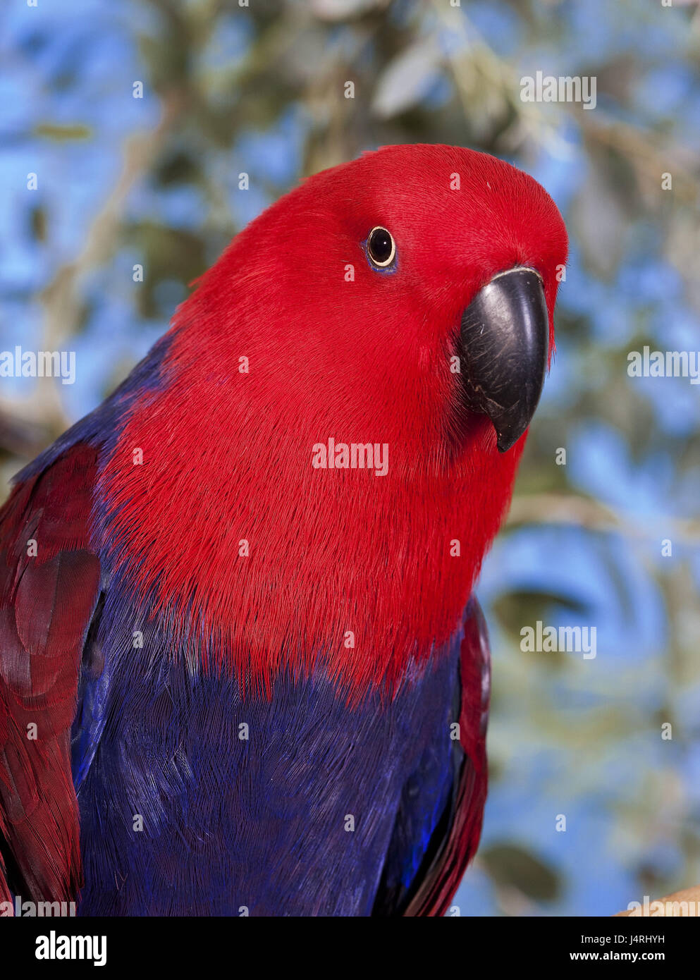 Noble birds hi-res stock photography and images - Alamy