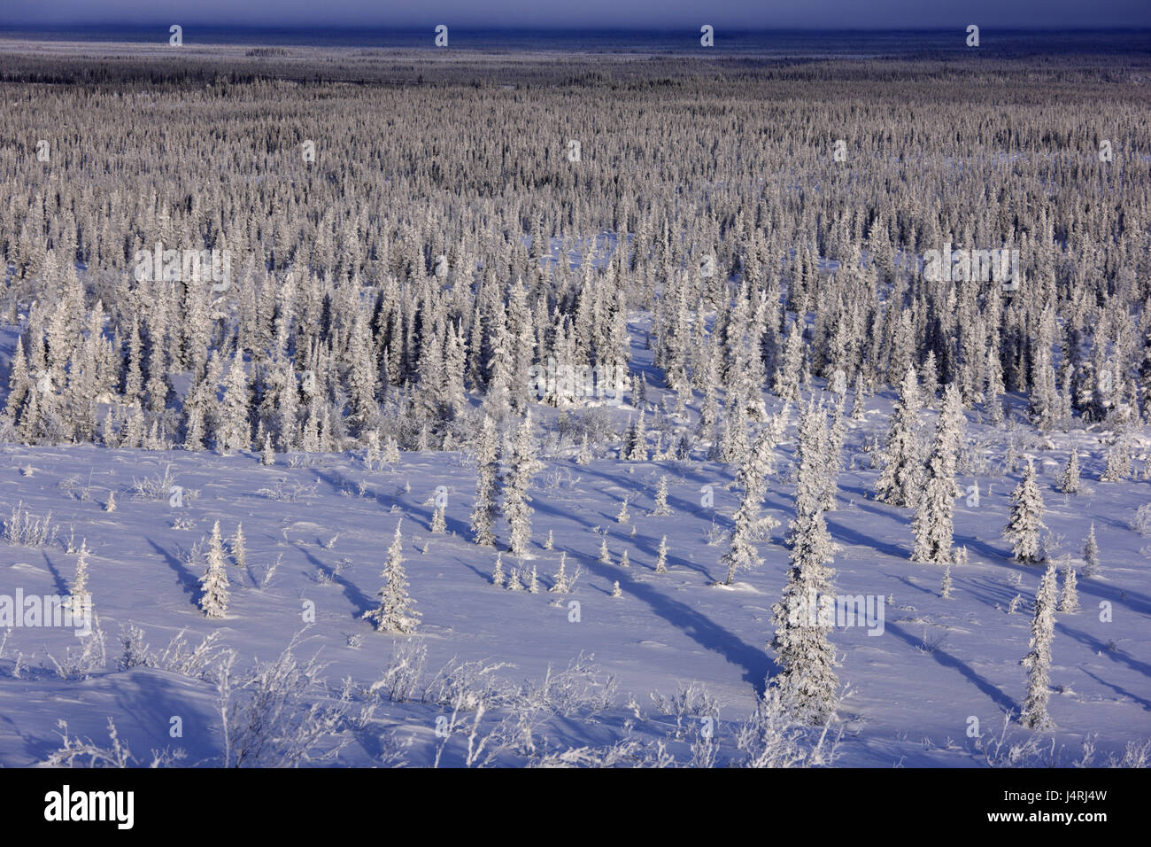 North America, Canada, north west territory, Dempster highway, taiga ...