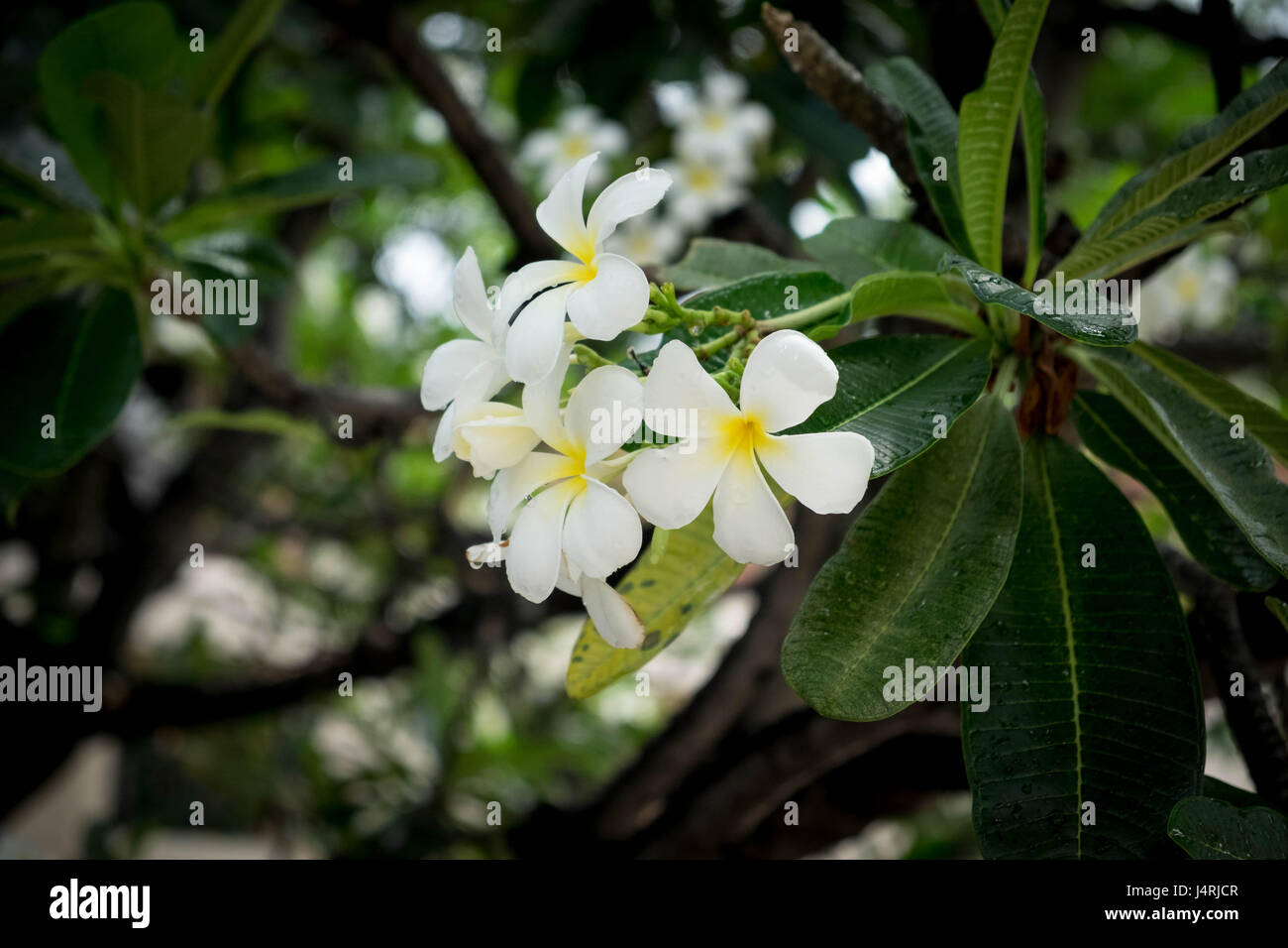 Bali Flower, Plumeria, Frangipani, Tree Stock Photo - Alamy