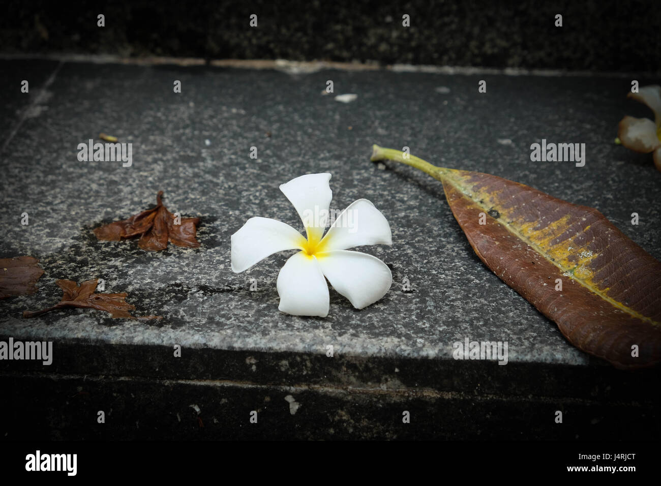 Bali Flower, Plumeria, Frangipani, Tree Stock Photo - Alamy