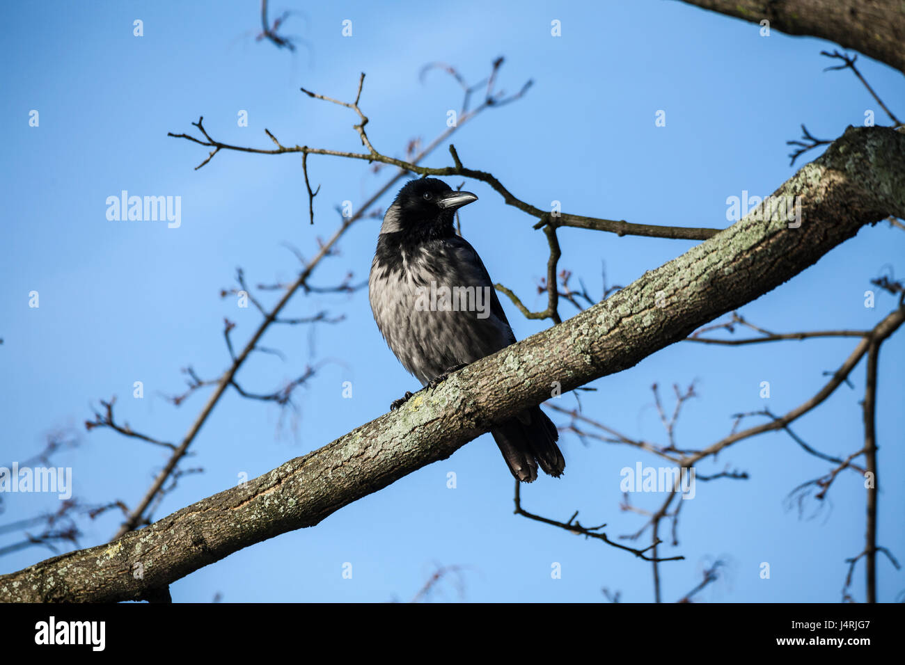 Crow on tree hi-res stock photography and images - Alamy