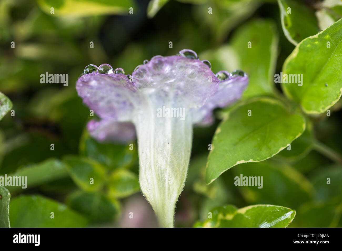 Creeping water primrose hi-res stock photography and images - Alamy