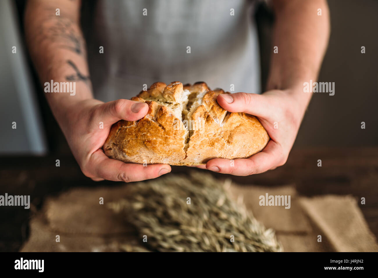 Baker hands breaks in half fresh baked bread loaf with crispy crust ...