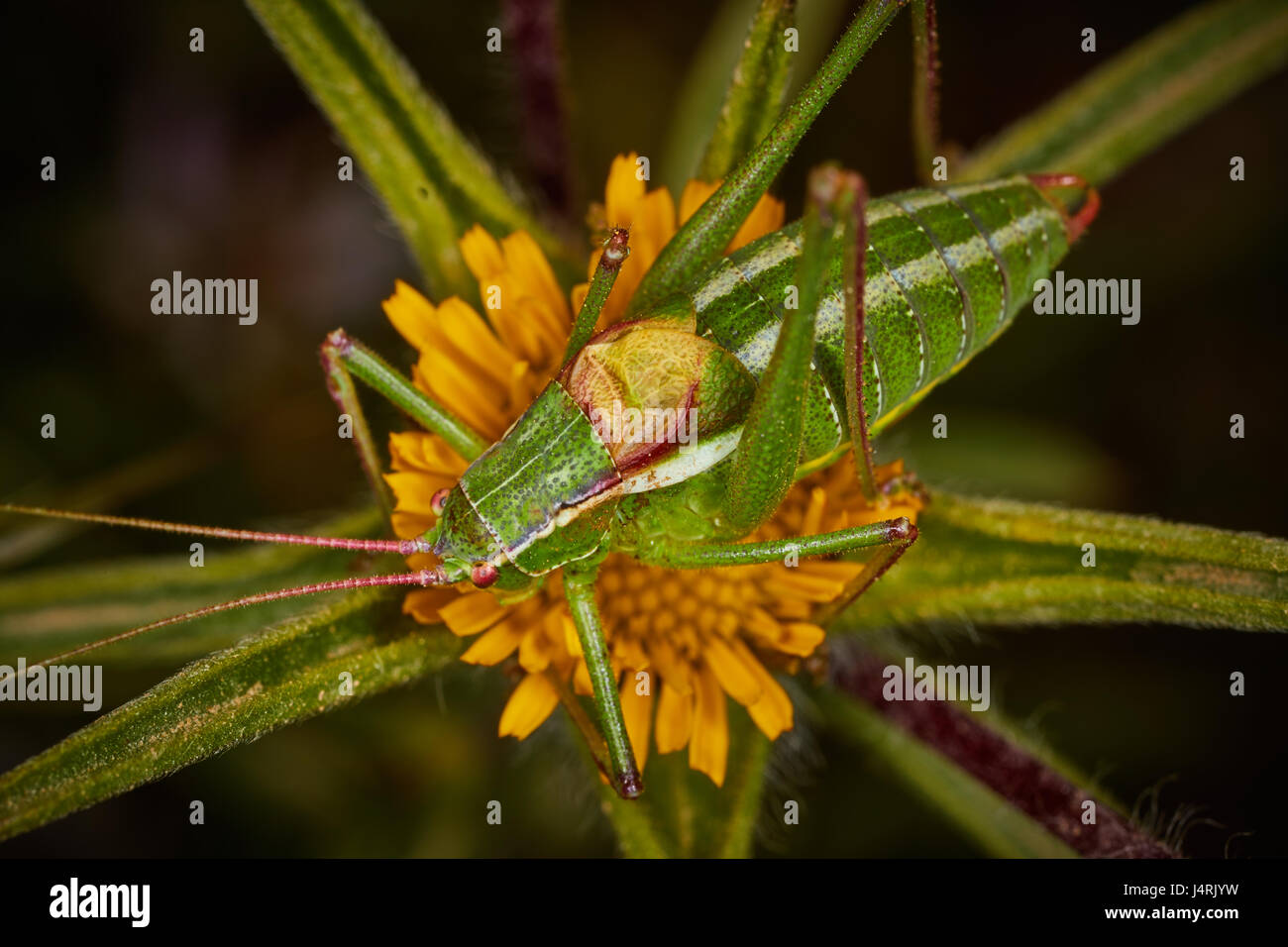 Isophya hi-res stock photography and images - Alamy