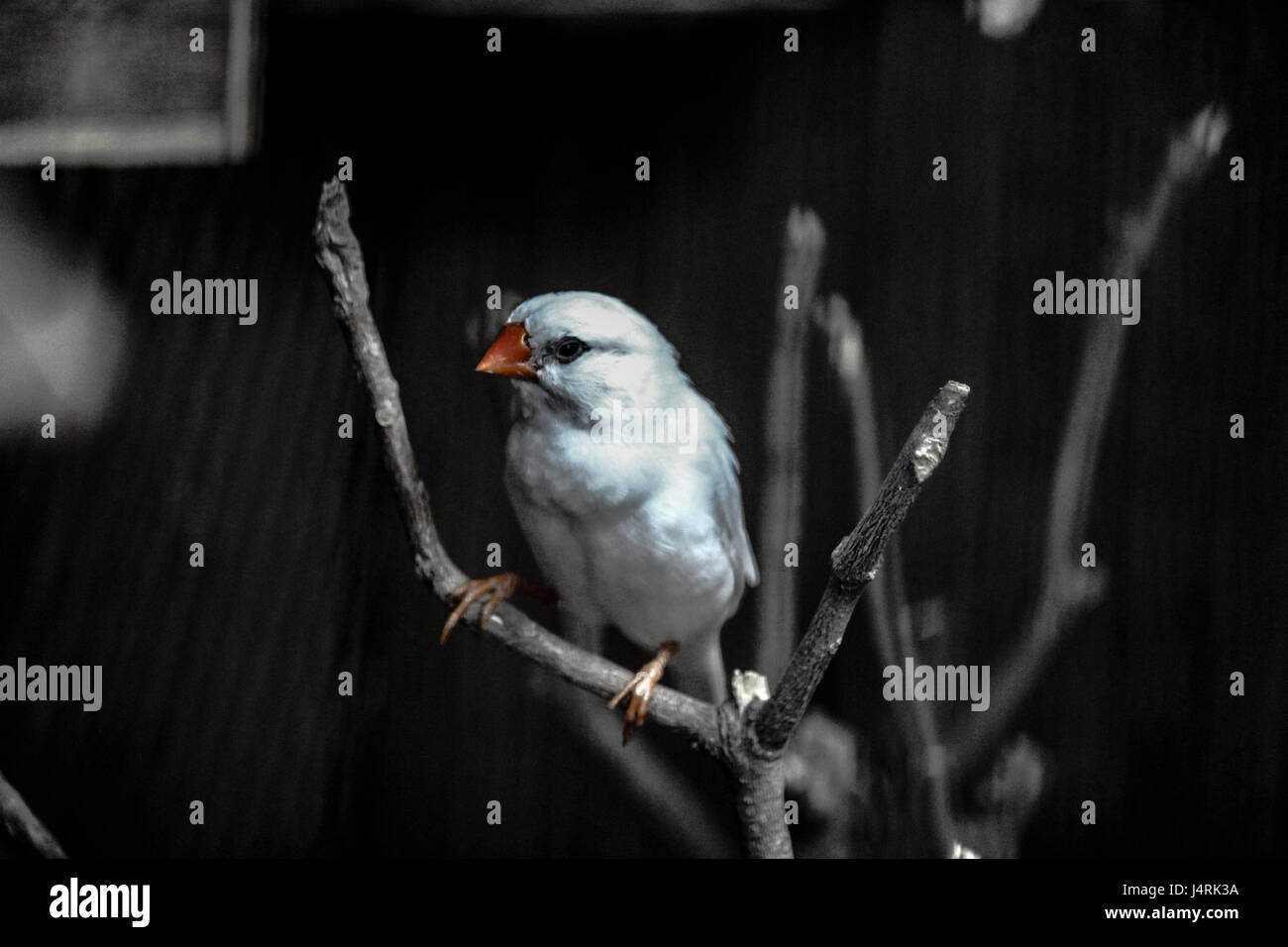 Crying bird hi-res stock photography and images - Alamy