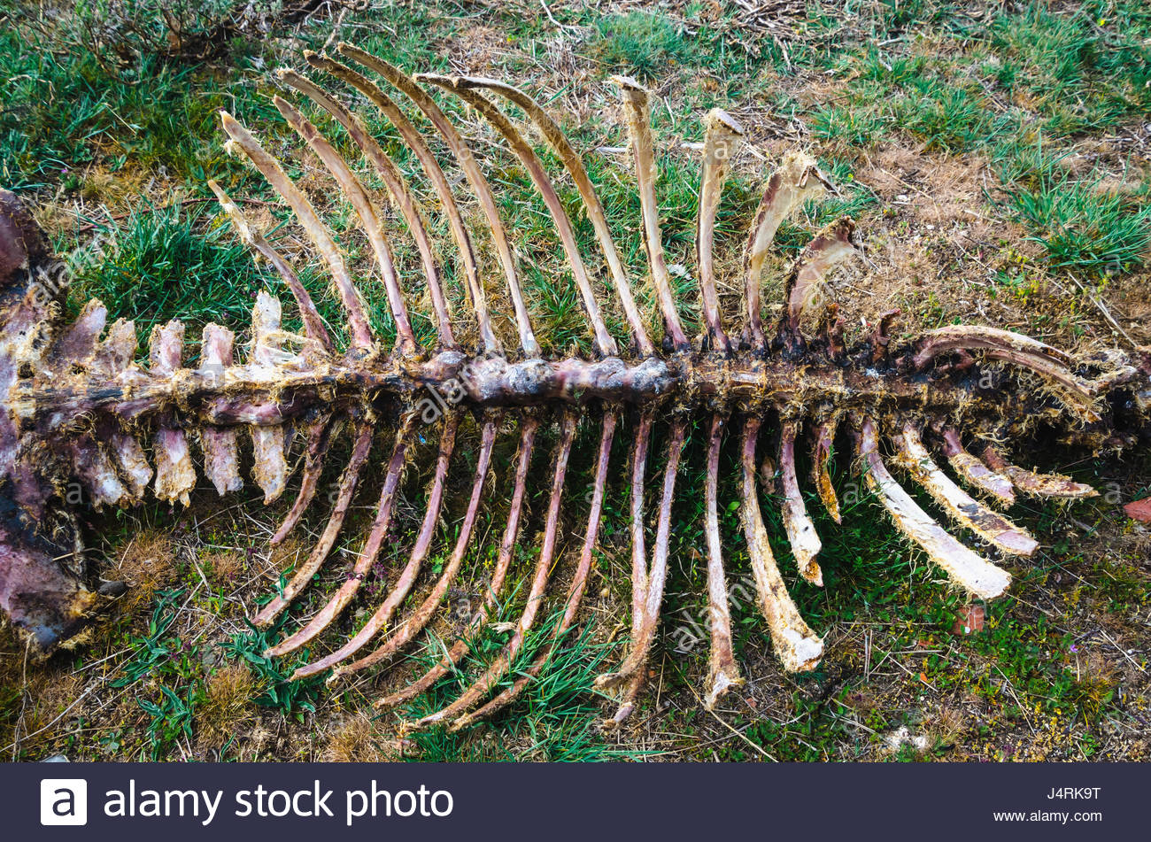 Rotting Bones Stock Photos & Rotting Bones Stock Images - Alamy