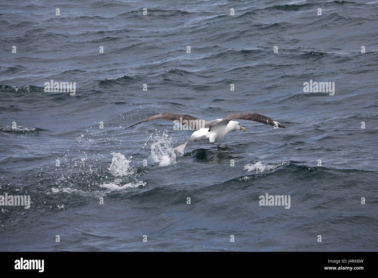 Shy albatross Thalassarche cauta taking off from sea New Zealand Stock ...