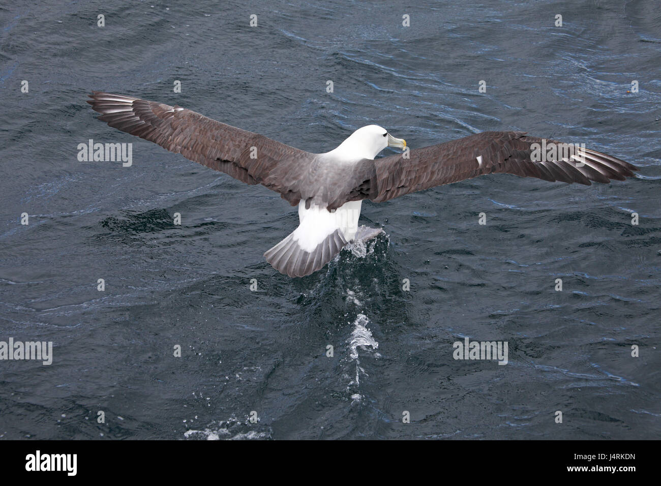 Shy albatross Thalassarche cauta taking off from sea New Zealand Stock ...
