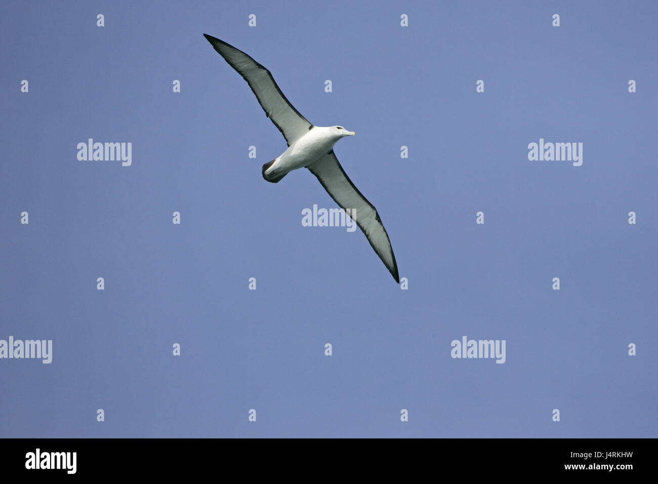 Thalassarche cauta new zealand hi-res stock photography and images - Alamy