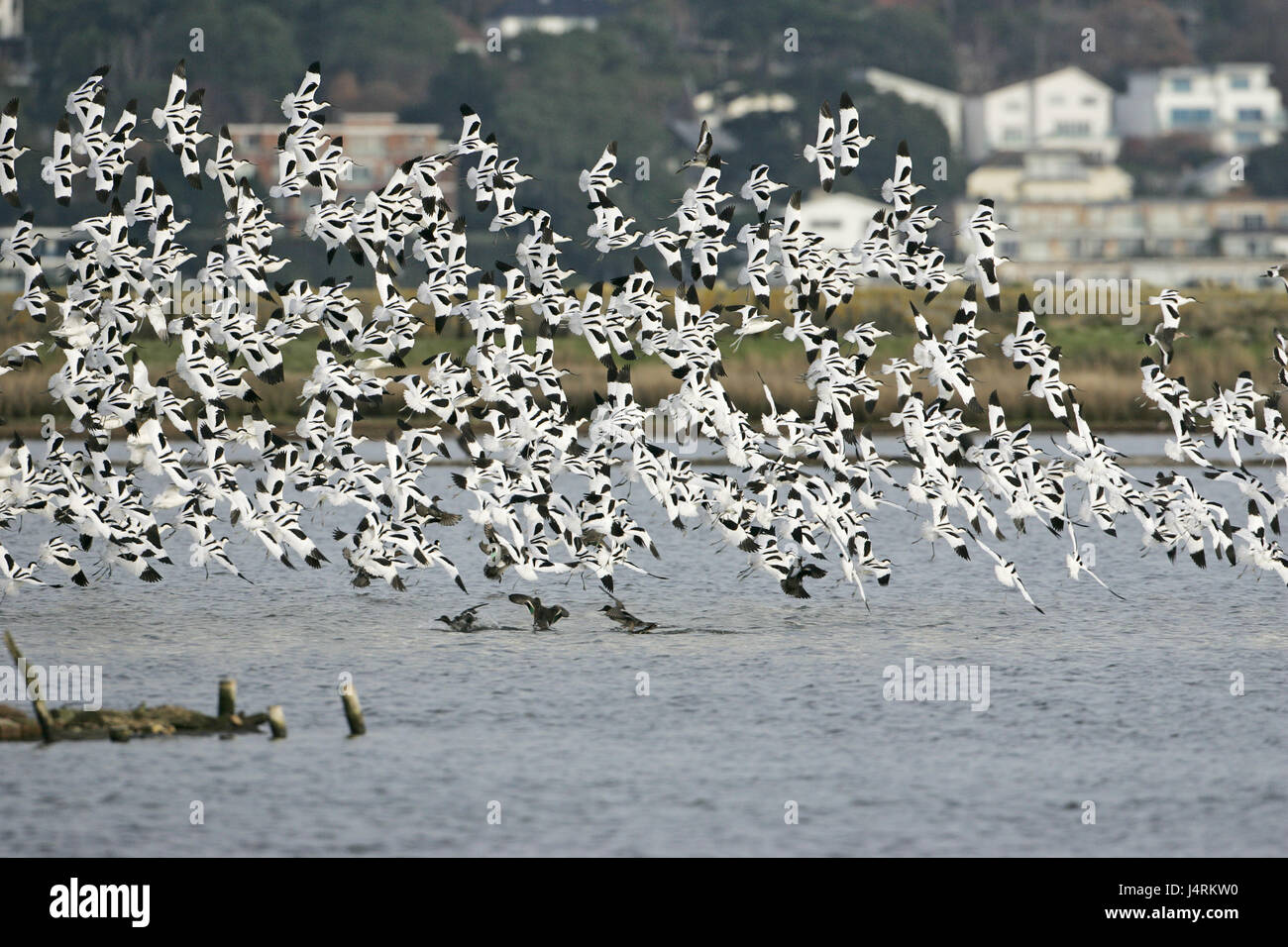Pied avocet Recurvirostra avosetta flock in flight over the lagoon ...
