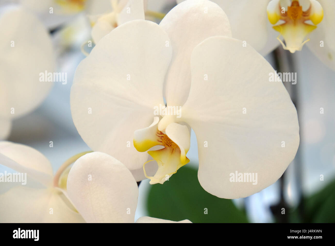Beautiful orchid flowers hi-res stock photography and images - Alamy