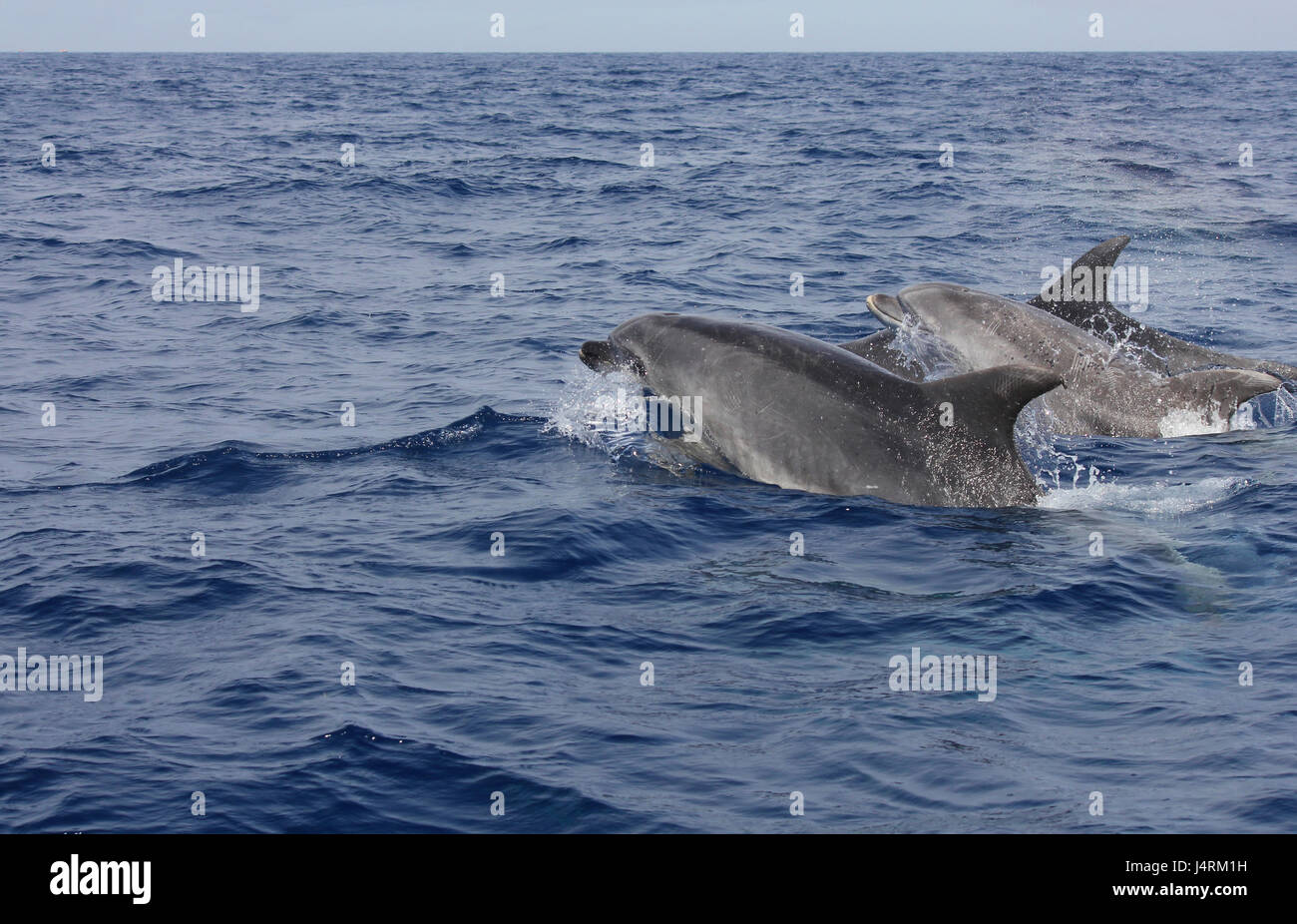 Bottle nose dolphins swimming at the surface of the ocean Stock Photo ...