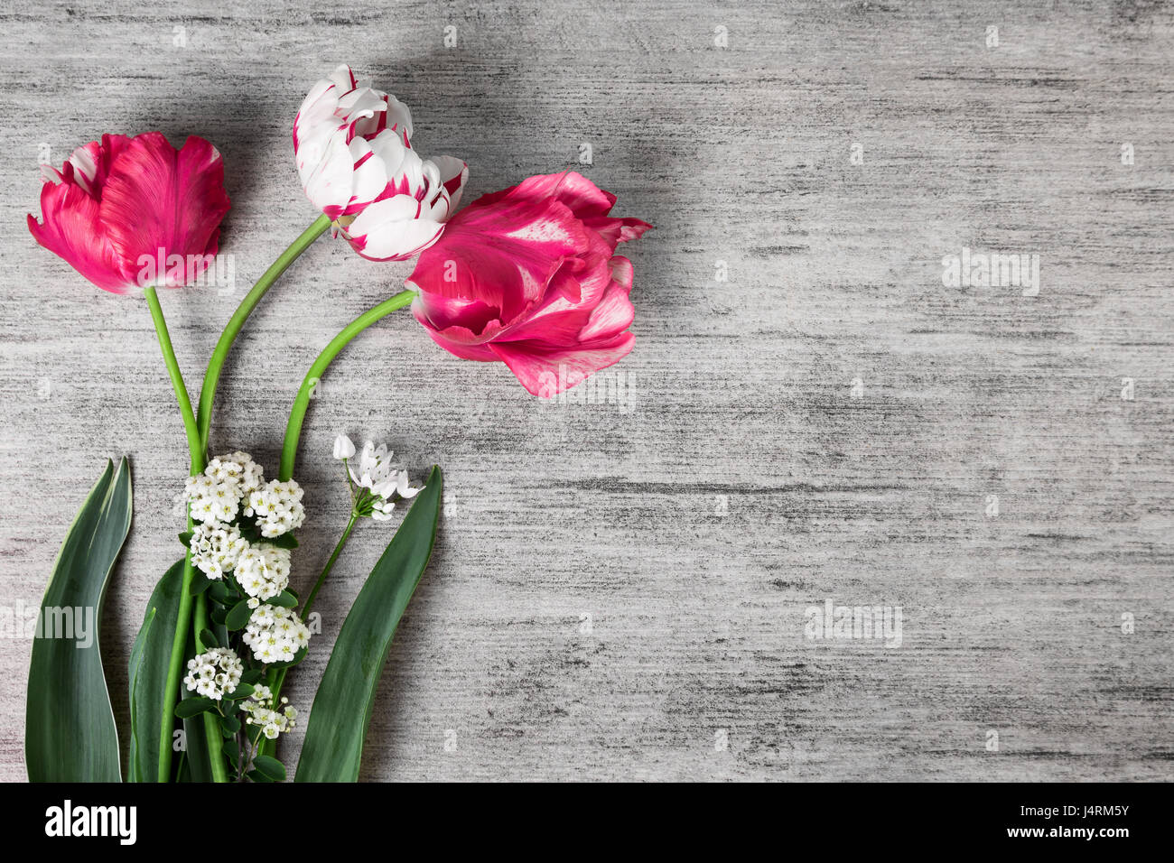 Tulips spring flowers on grey stone background with text space Stock ...