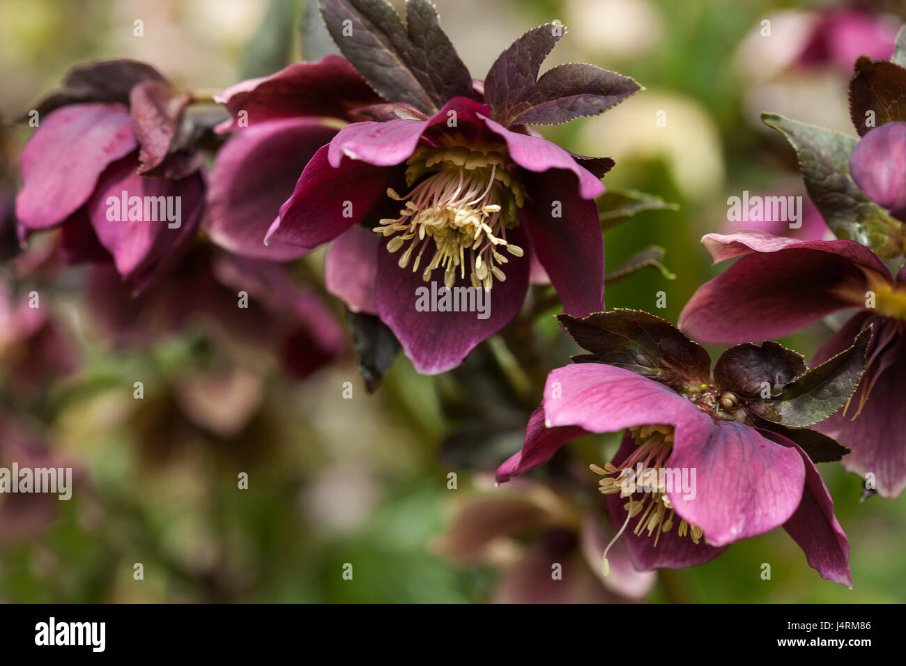 Lenten rose hellebore hi-res stock photography and images - Alamy