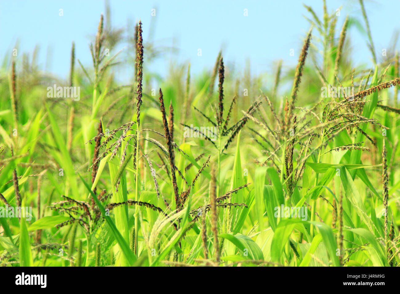 field of maize with flowers and leaves Stock Photo - Alamy